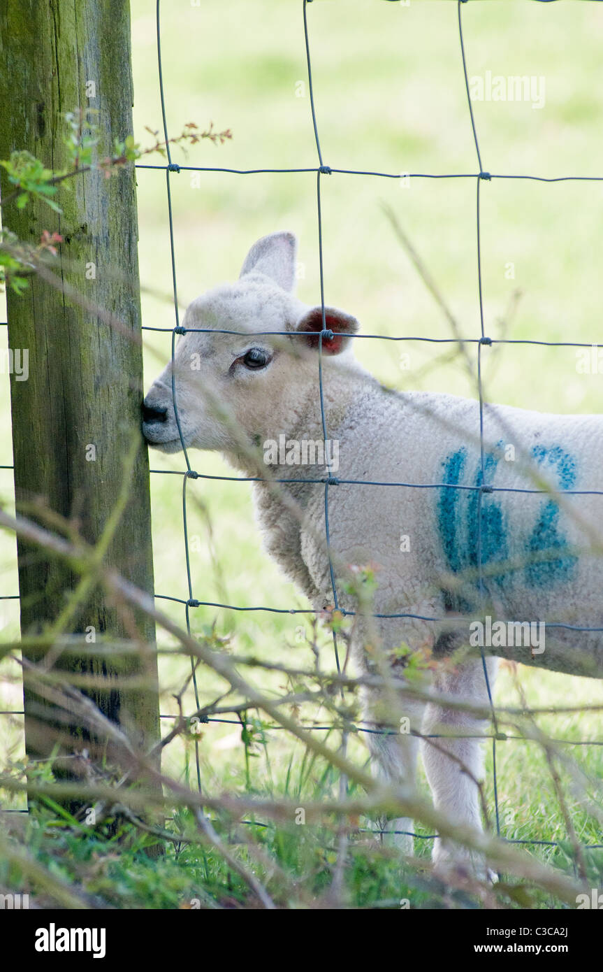 Young white faced lamb looking through wire fence Stock Photo - Alamy