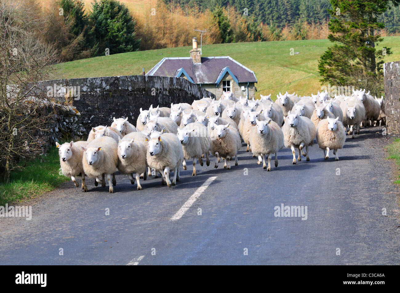 Sheep crossing bridge hi-res stock photography and images - Alamy