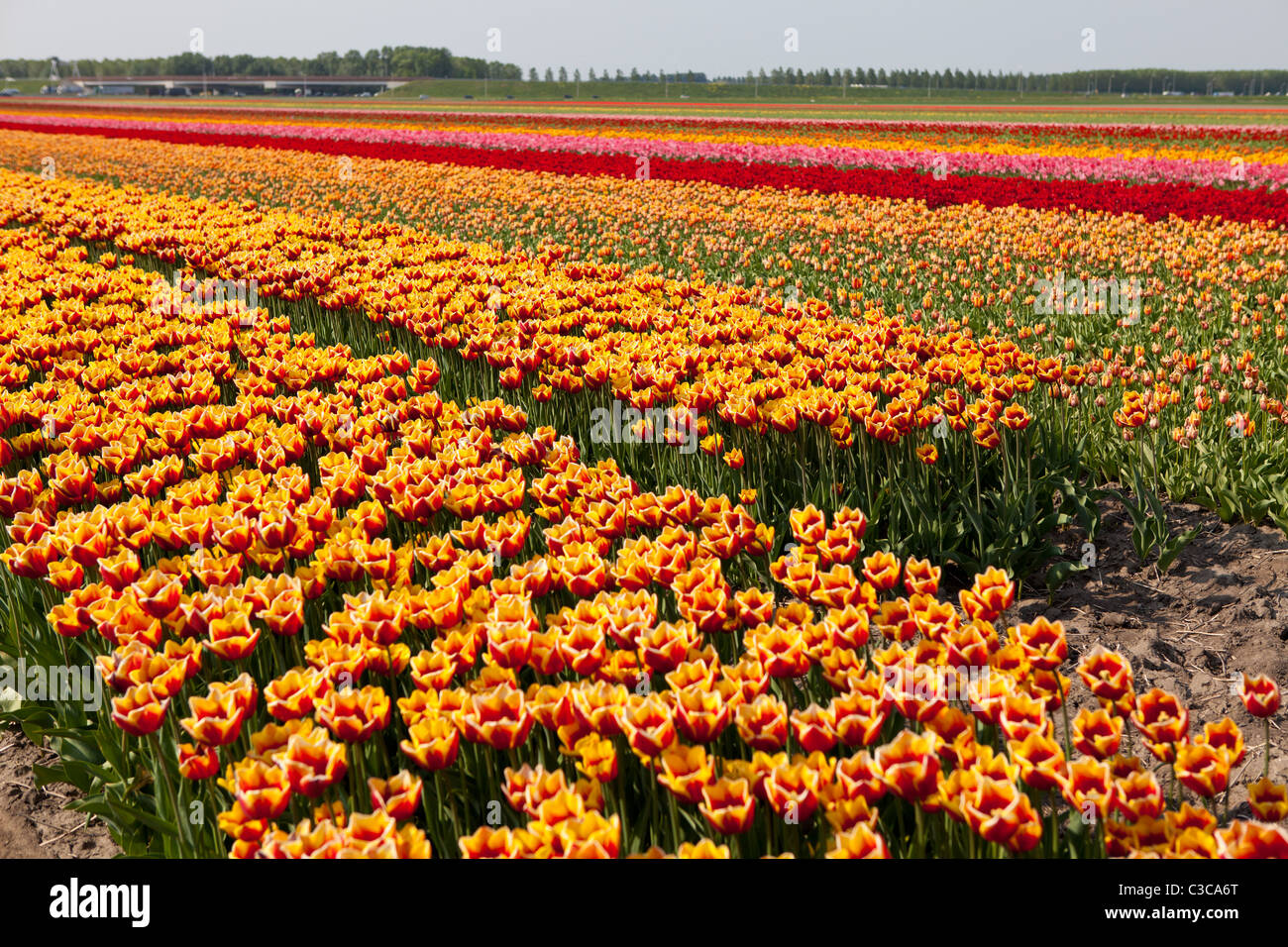 tulip farm in Delft, Netherland Stock Photo - Alamy