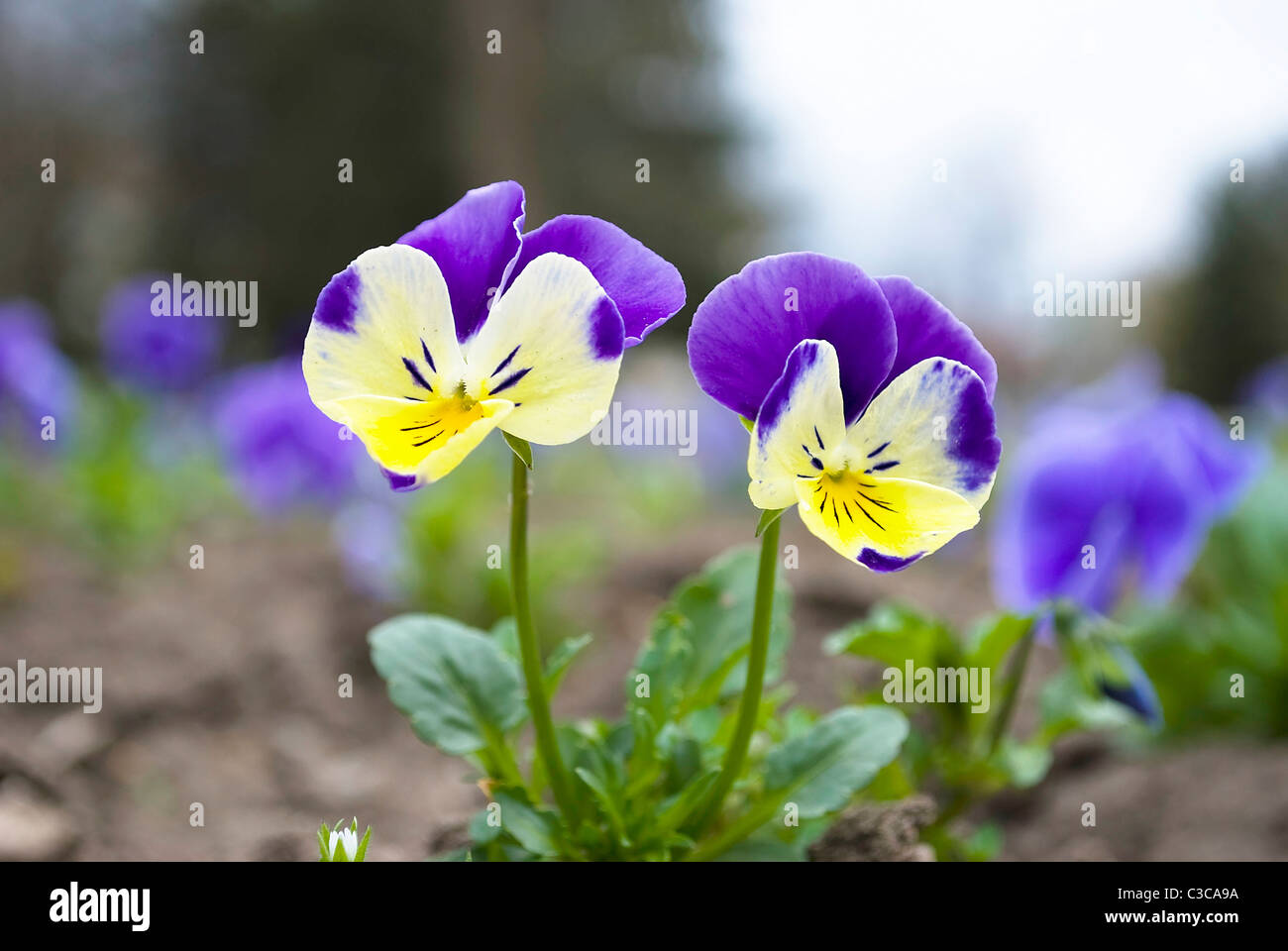 Viola floral botanical flower hi-res stock photography and images - Alamy