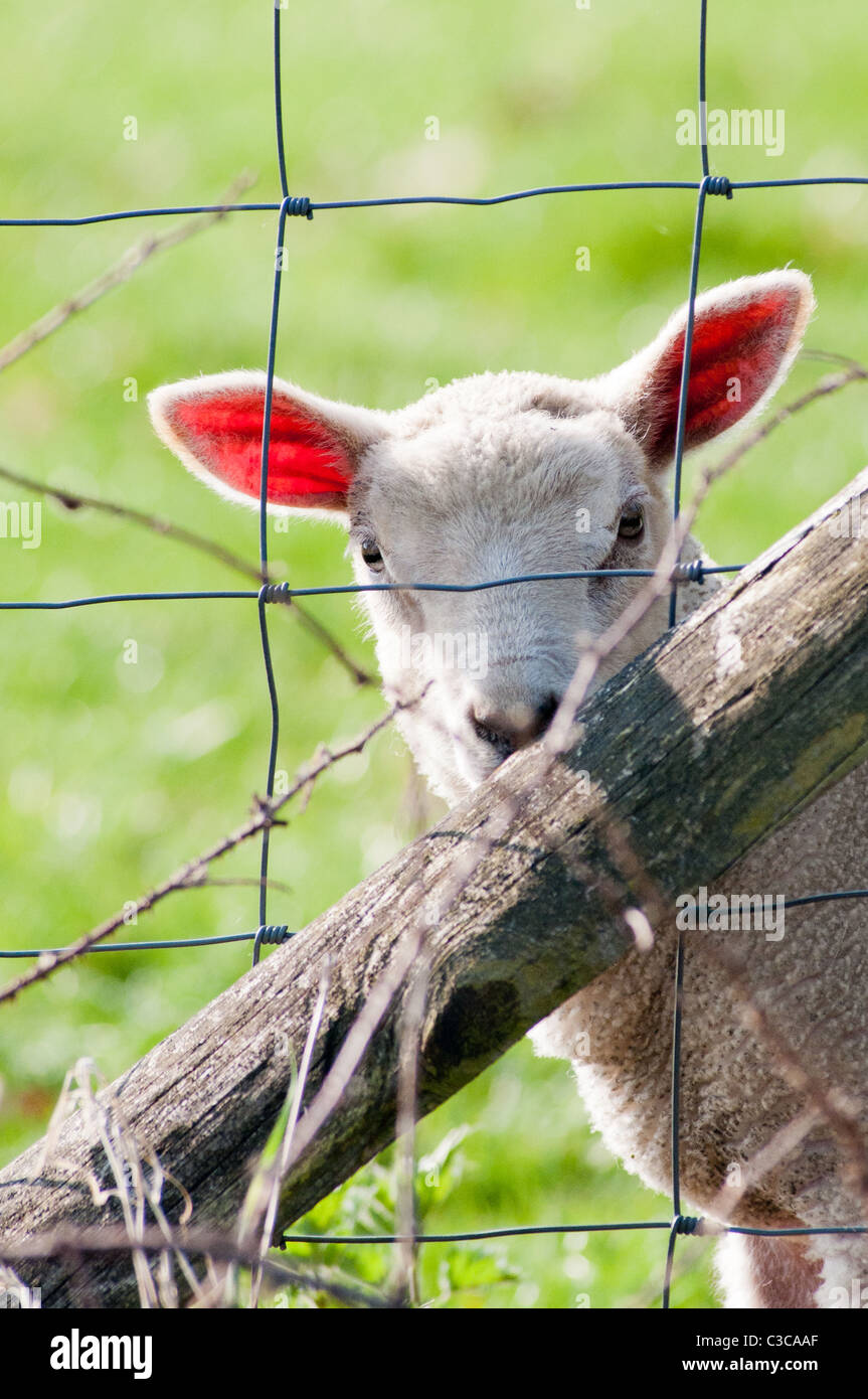 Young white faced lamb looking through wire fence Stock Photo - Alamy