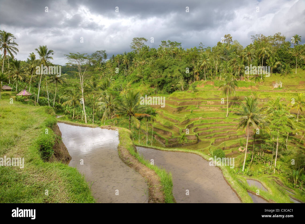 Dramatic sky above palm terraces, Bali, Indonesia High dynamic range ...