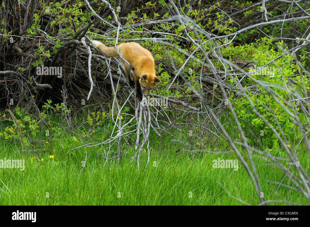 Tree climbing red fox baby Stock Photo - Alamy