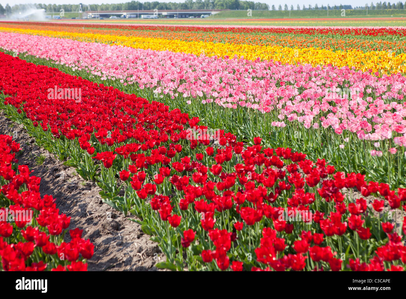 tulip farm in Delft, Netherland Stock Photo - Alamy