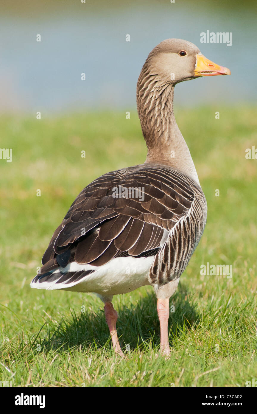 A greylag goose on grass beside a lake Stock Photo - Alamy