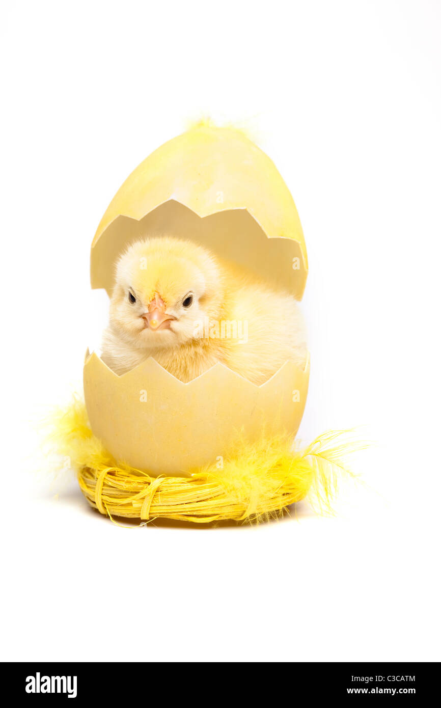 Yellow Chick over white background Stock Photo - Alamy