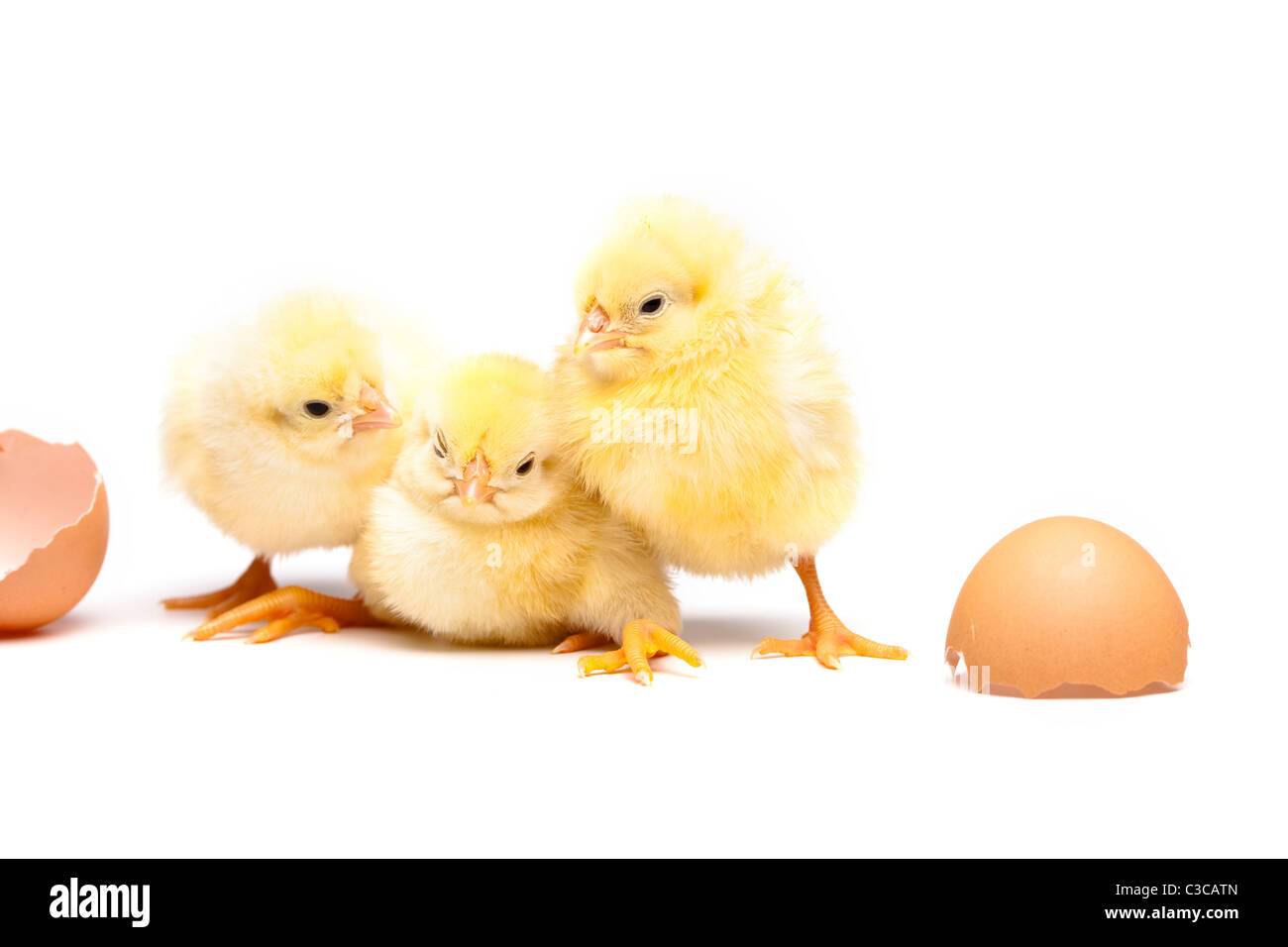 Yellow Chick over white background Stock Photo - Alamy