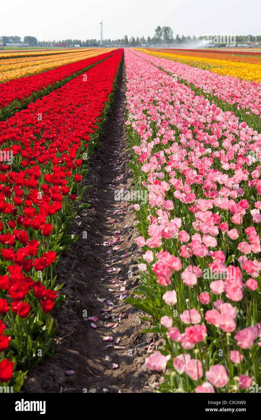 tulip farm in Delft, Netherland Stock Photo - Alamy