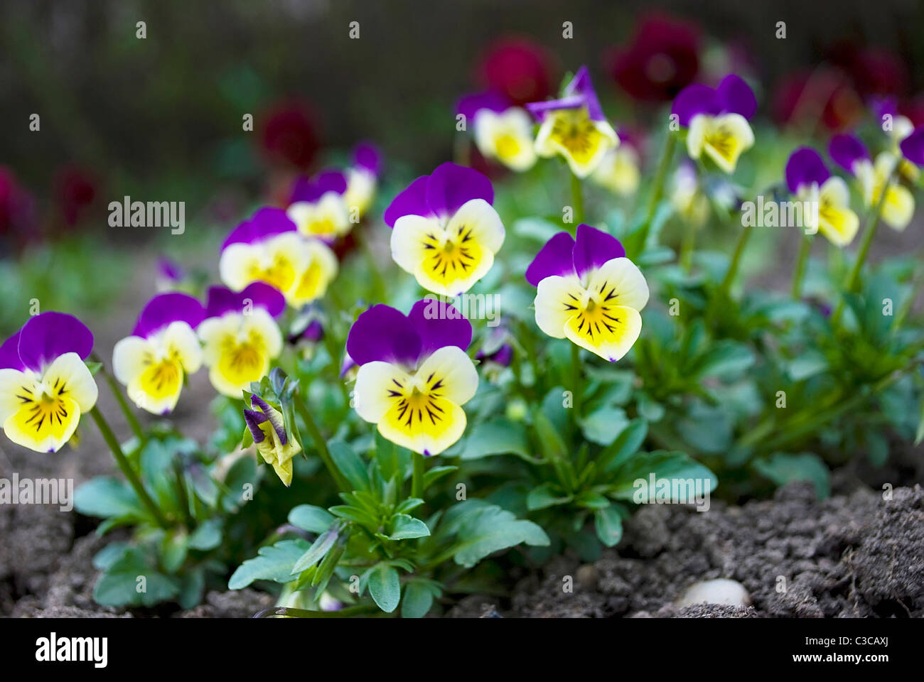 Viola floral botanical flower hi-res stock photography and images - Alamy