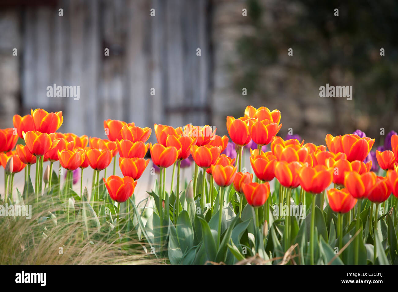 Tulip World's Favourite Stock Photo - Alamy Tulip World's Favourite Stock Photo - Alamy