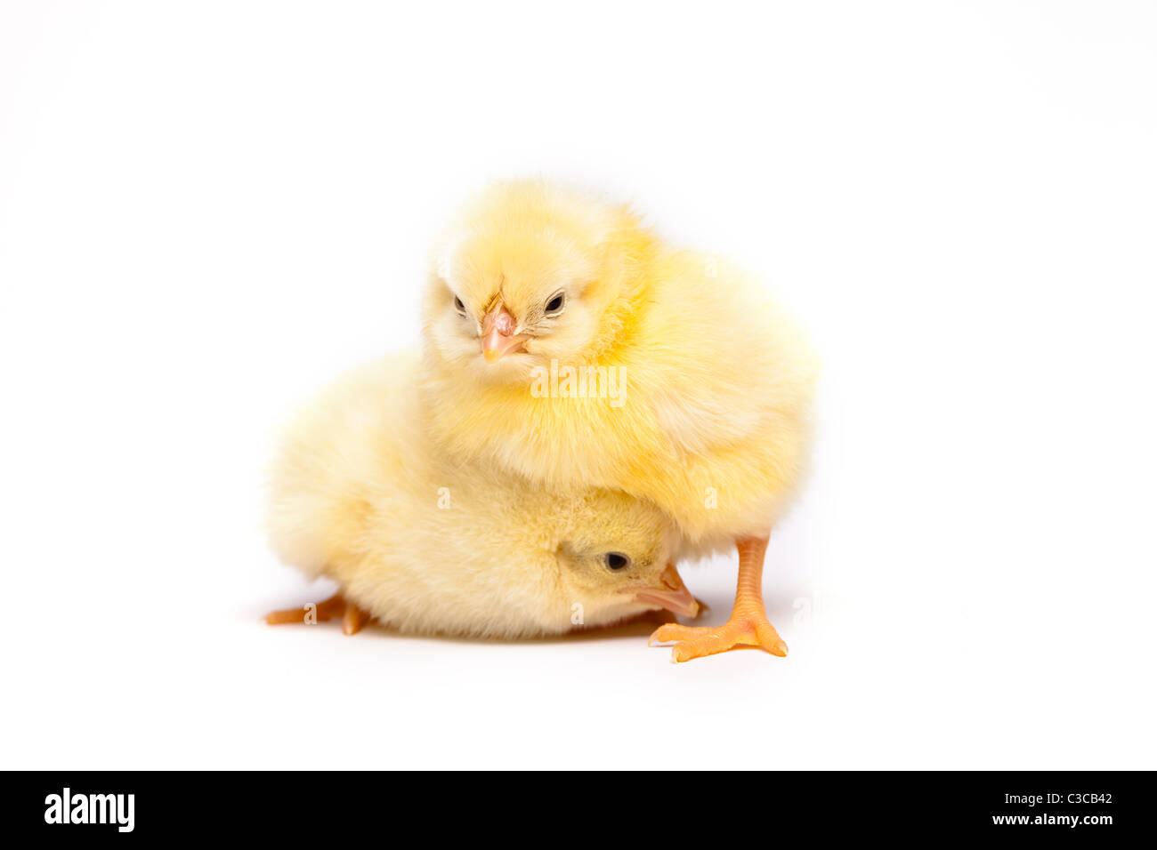 Yellow Chick over white background Stock Photo - Alamy