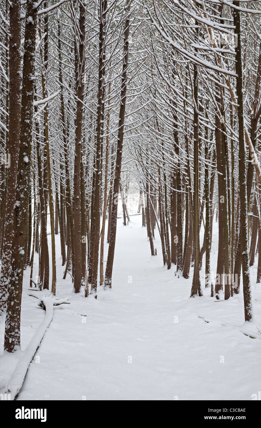 Fresh snowfall in cedar forest Stock Photo - Alamy