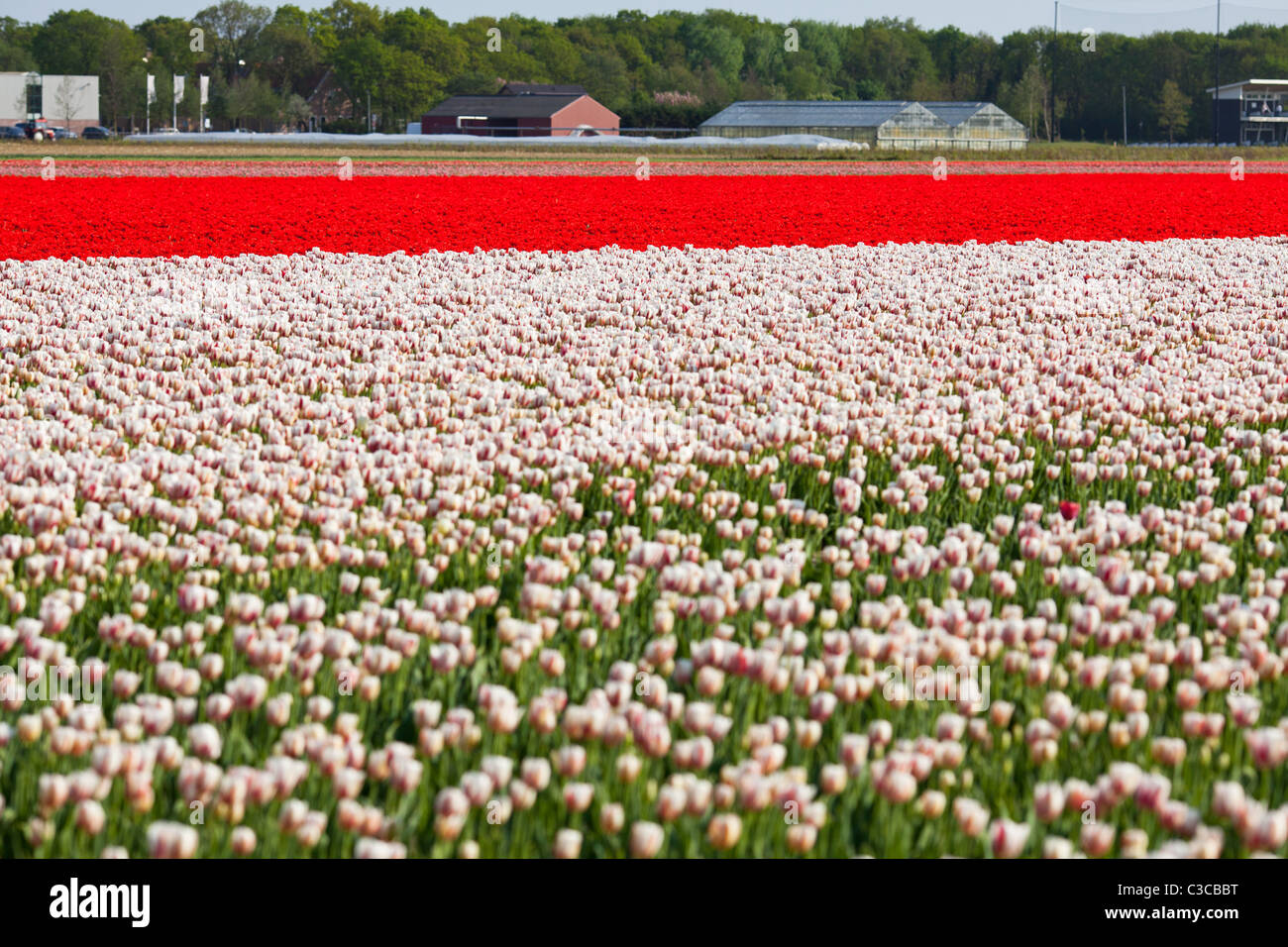 tulip farm in Delft, Netherland Stock Photo - Alamy