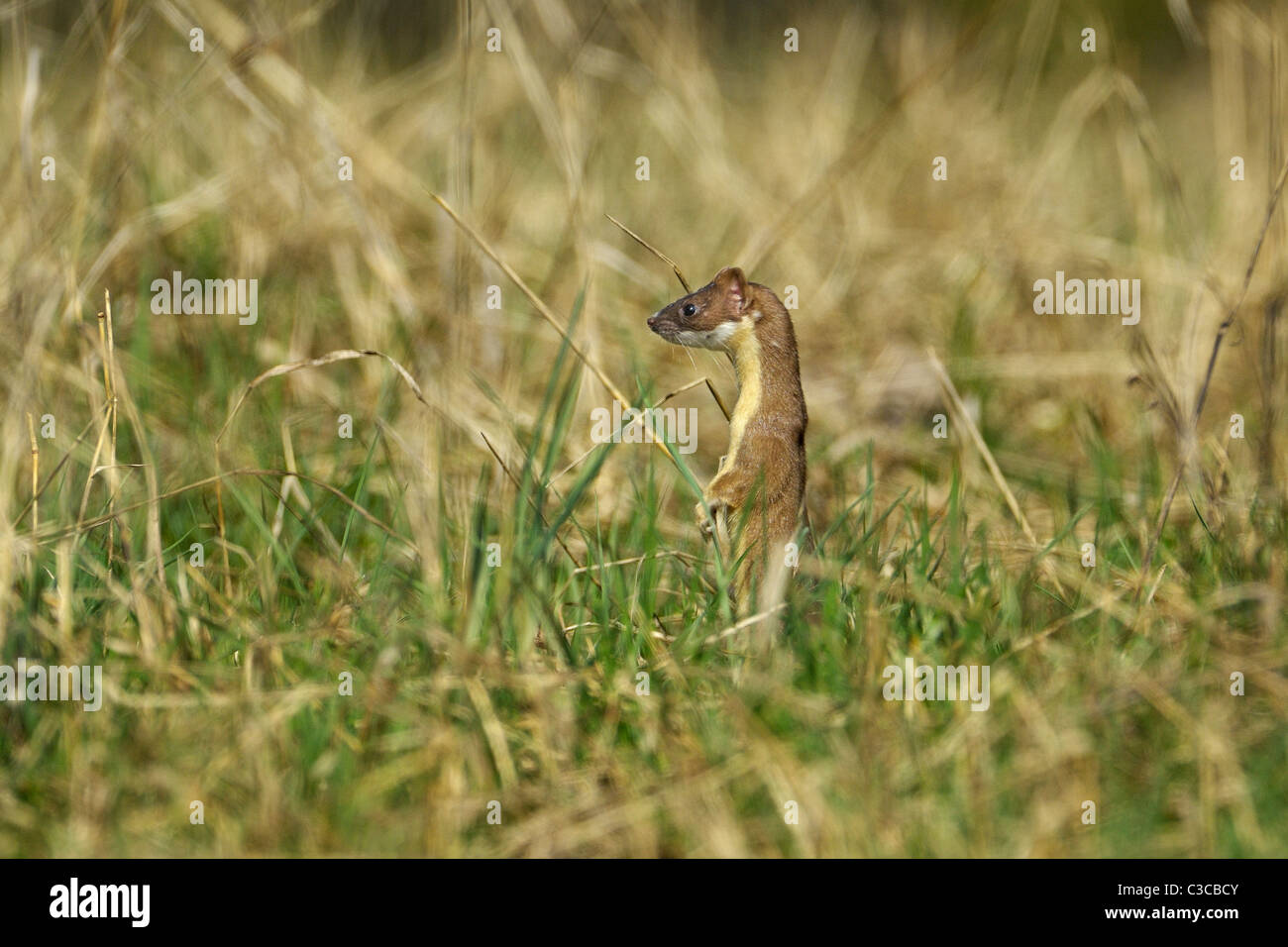 Weasel photography hi-res stock photography and images - Alamy