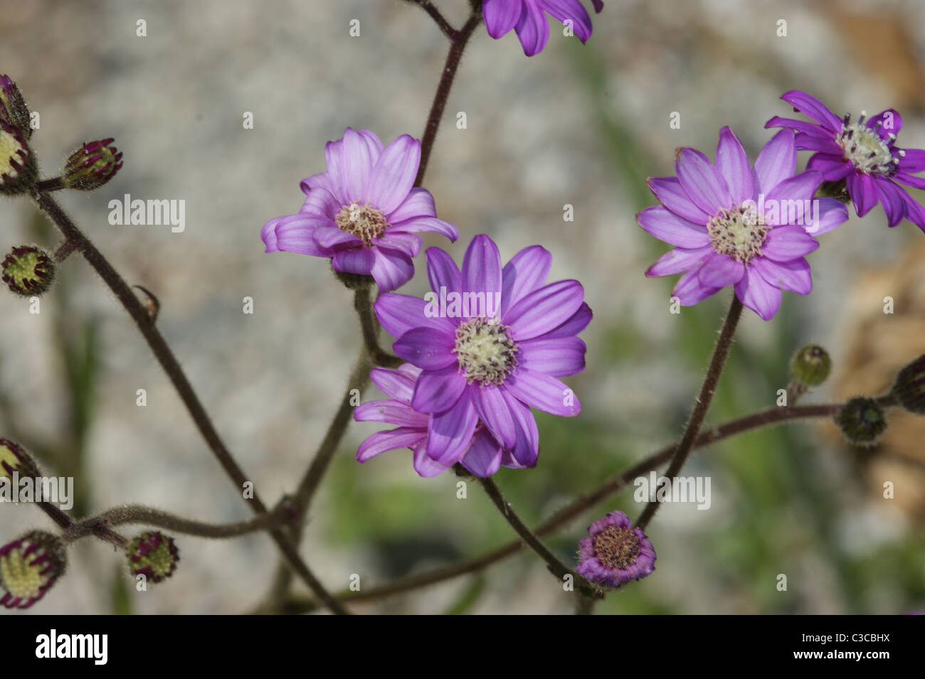Polyodon hi-res stock photography and images - Alamy