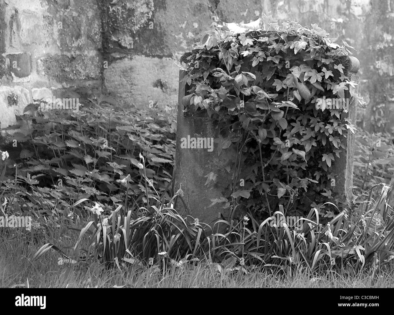 Overgrown headstone in churchyard Stock Photo - Alamy