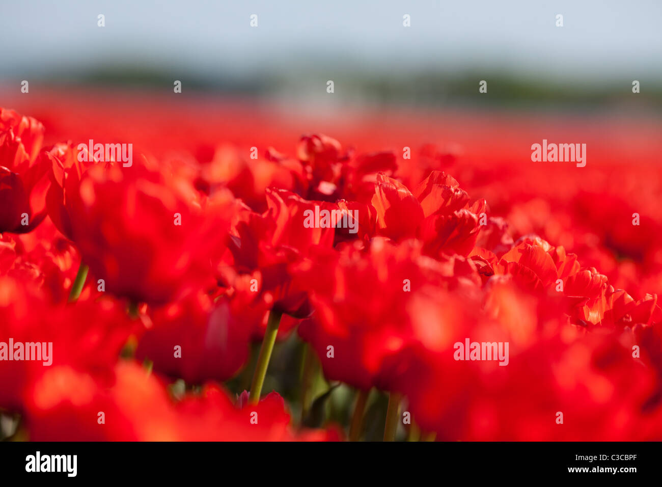closeup tulips-tulip farm in Delft, Netherland Stock Photo - Alamy