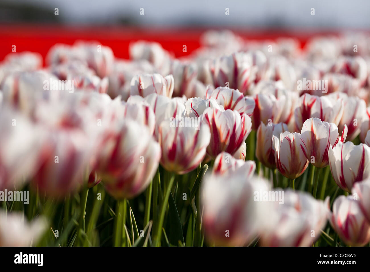 closeup tulips-tulip farm in Delft, Netherland Stock Photo - Alamy