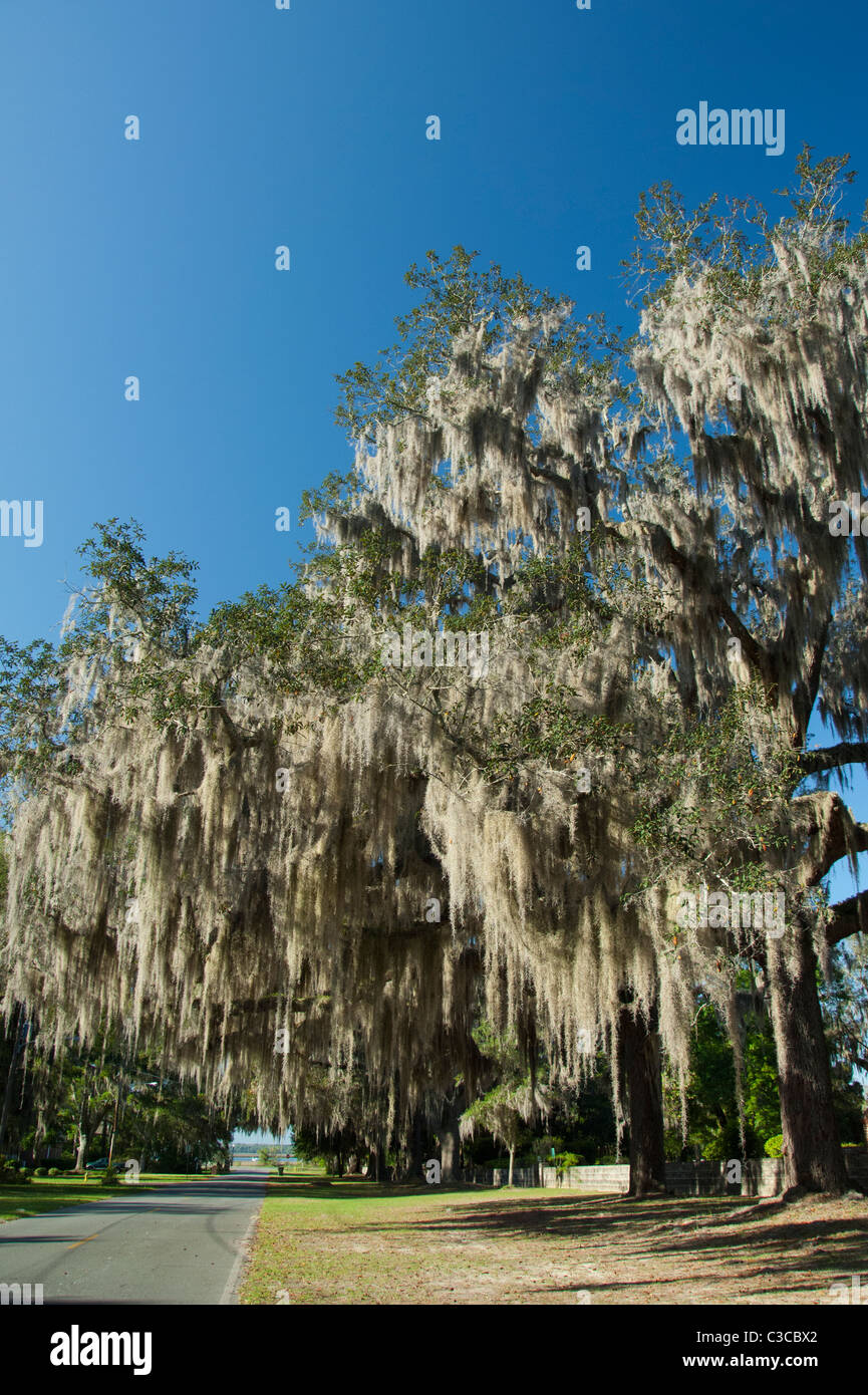 Georgia, St. Marys. Southern Live Oak trees (Quercus virginiana ...
