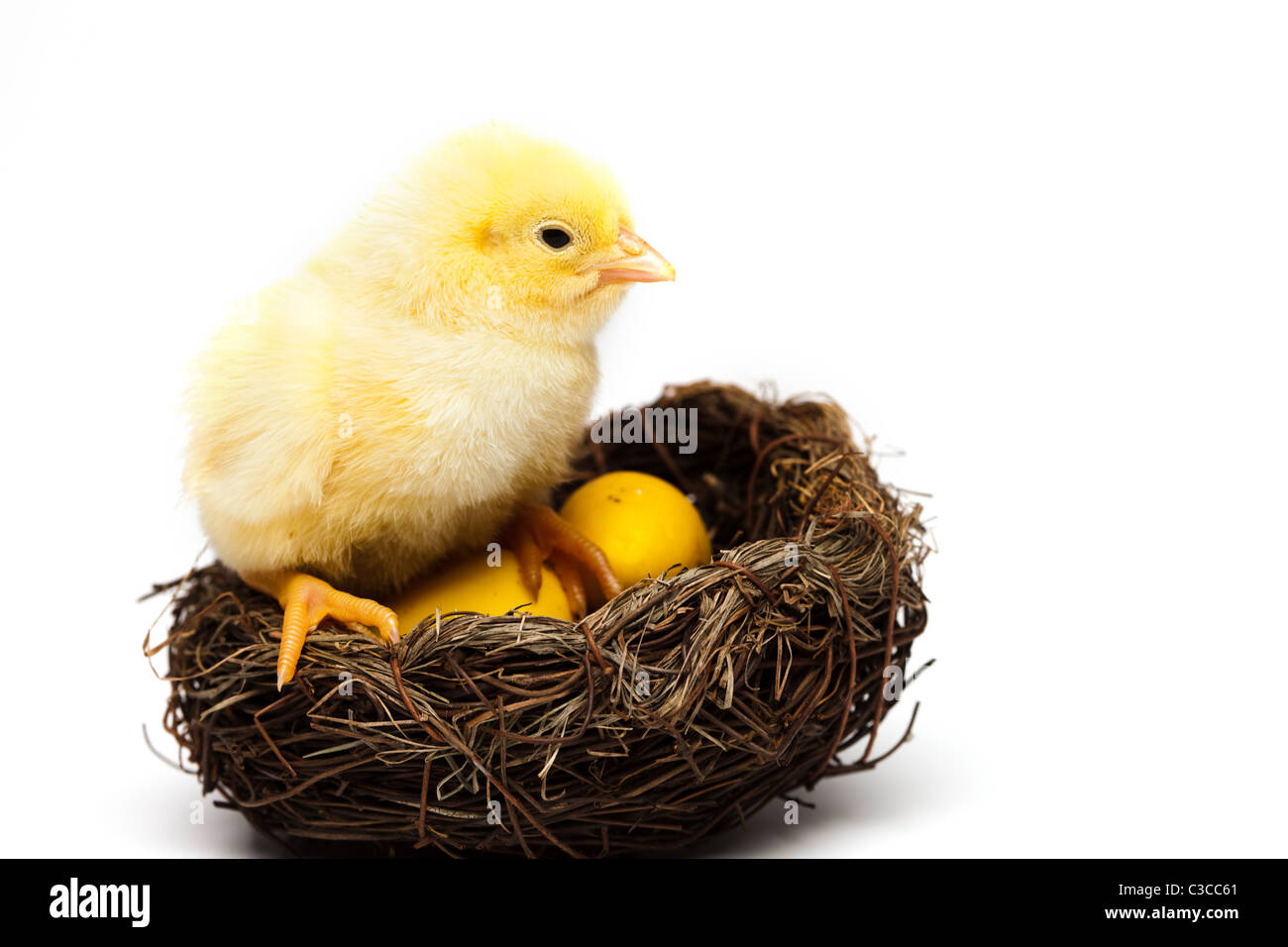 Yellow Chick over white background Stock Photo - Alamy