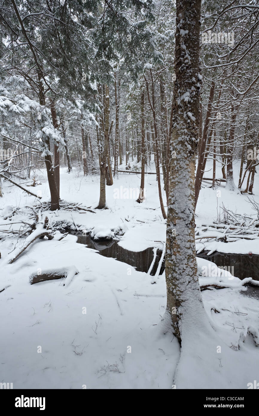 Fresh snowfall in cedar forest Stock Photo - Alamy
