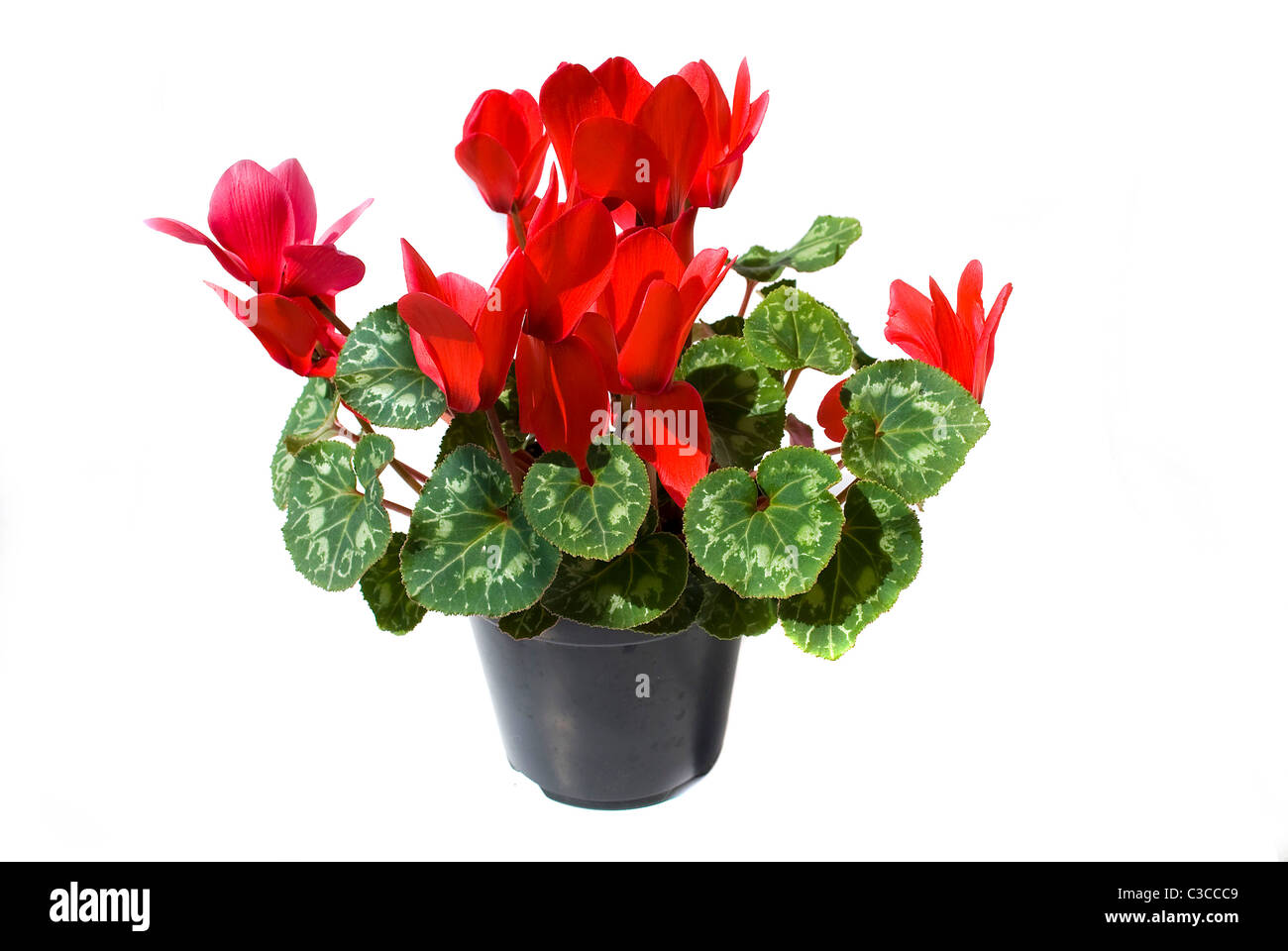 red cyclamen flower isolated on white background Stock Photo - Alamy
