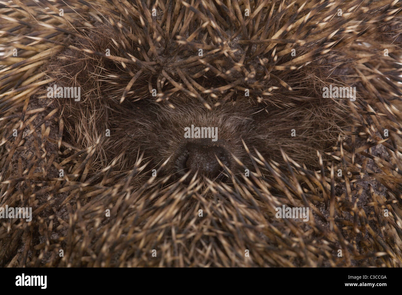 Safe position of a hedgehog in a critical situation Stock Photo - Alamy