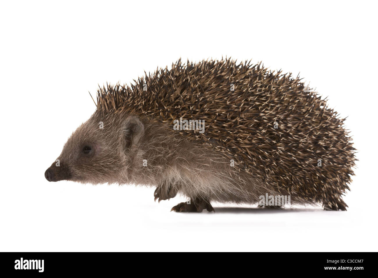Hedgehog isolated on a white background Stock Photo - Alamy