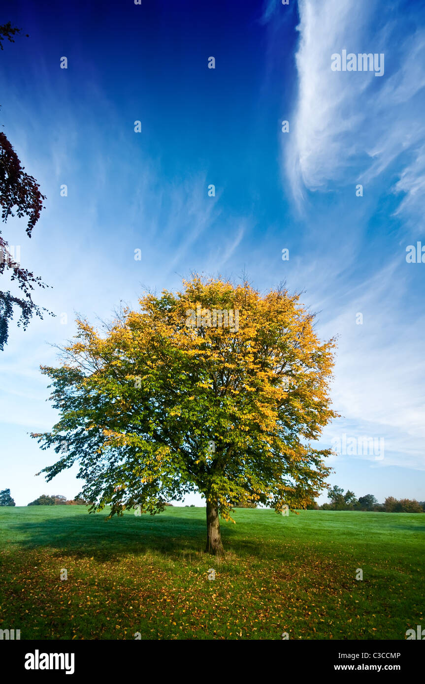 Solitary tree under stunning autumn skies Stock Photo - Alamy