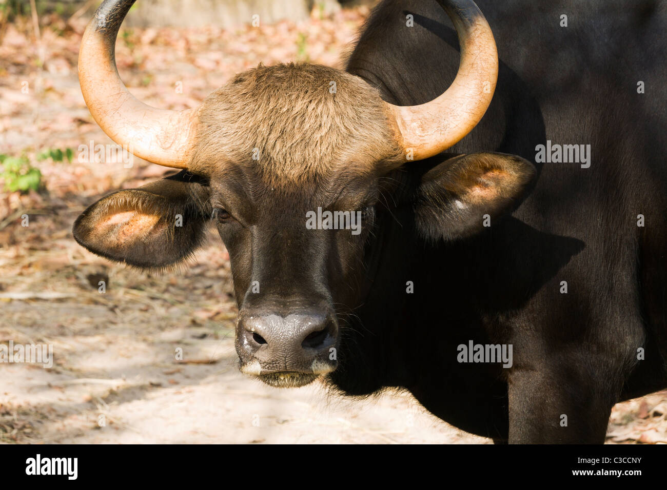 Male gaur (Bos gaurus) in Phnom Tamao Wildlife Sanctuary in Cambodia ...