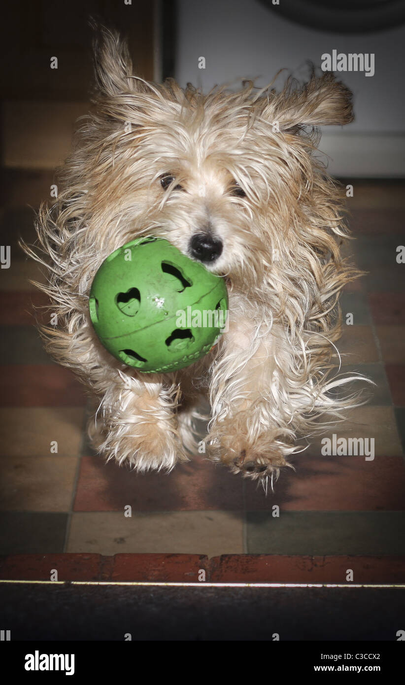 Scruffy hi-res stock photography and images - Alamy