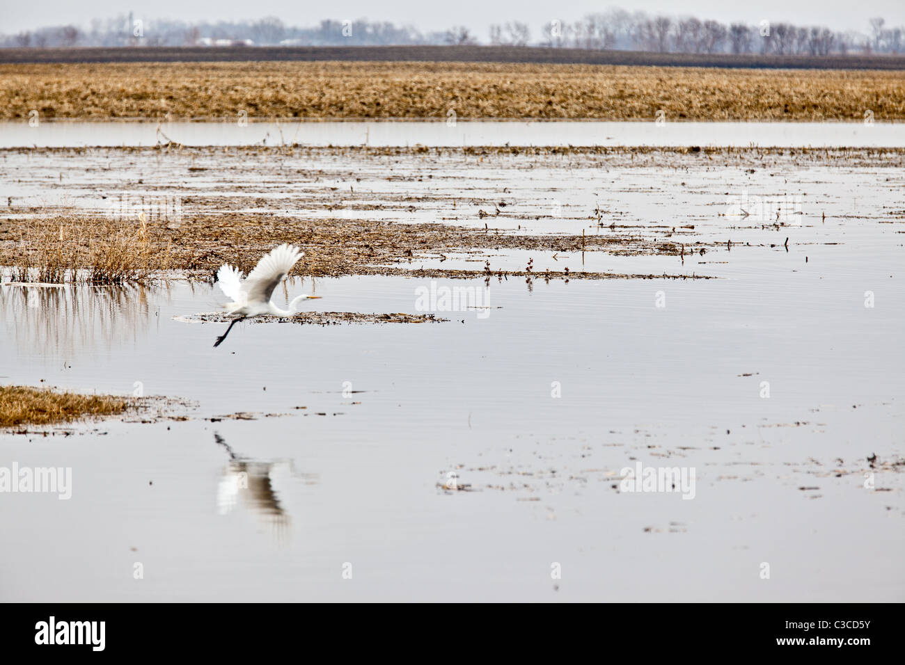 Flying Waterfowl birds in wetland Stock Photo - Alamy