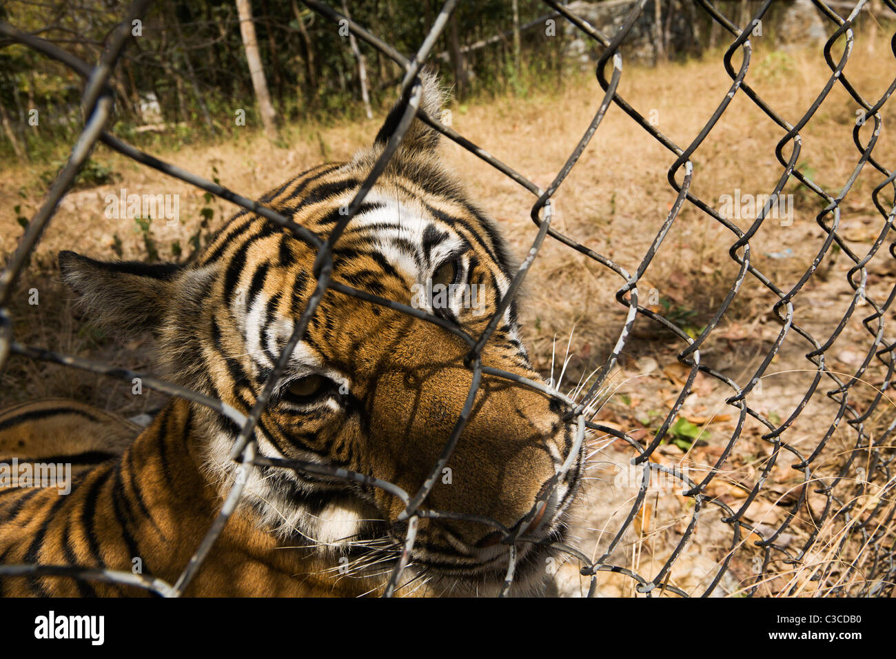 Tiger sanctuary hi-res stock photography and images - Alamy