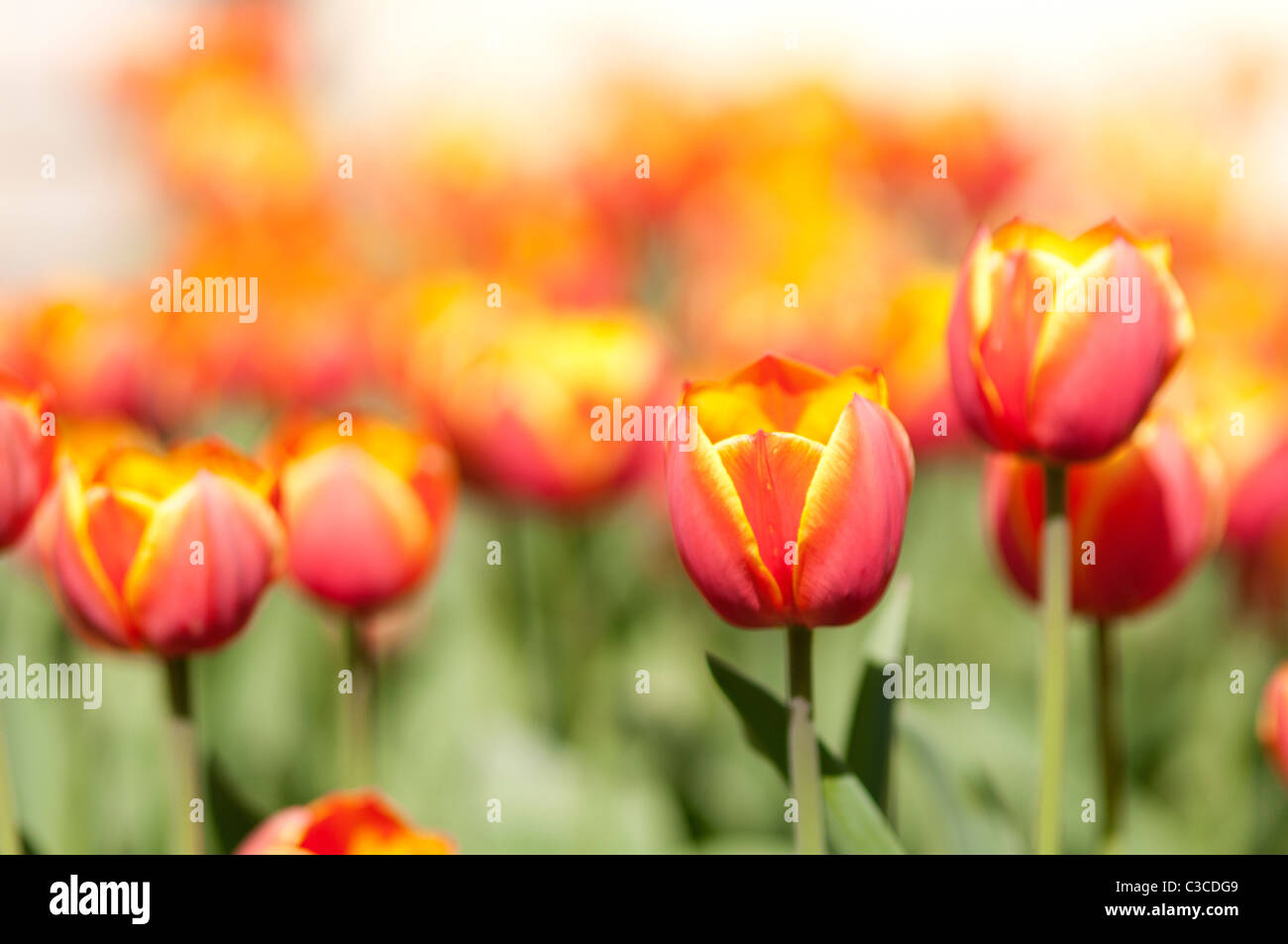 Fancy tulips at Highland Park in Rochester NY USA Stock Photo - Alamy