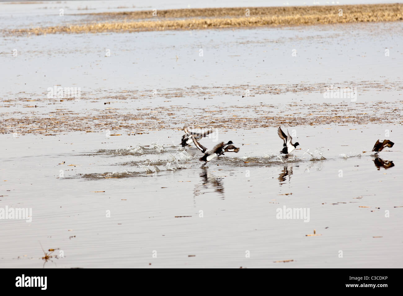 Flying Waterfowl birds in wetland Stock Photo - Alamy