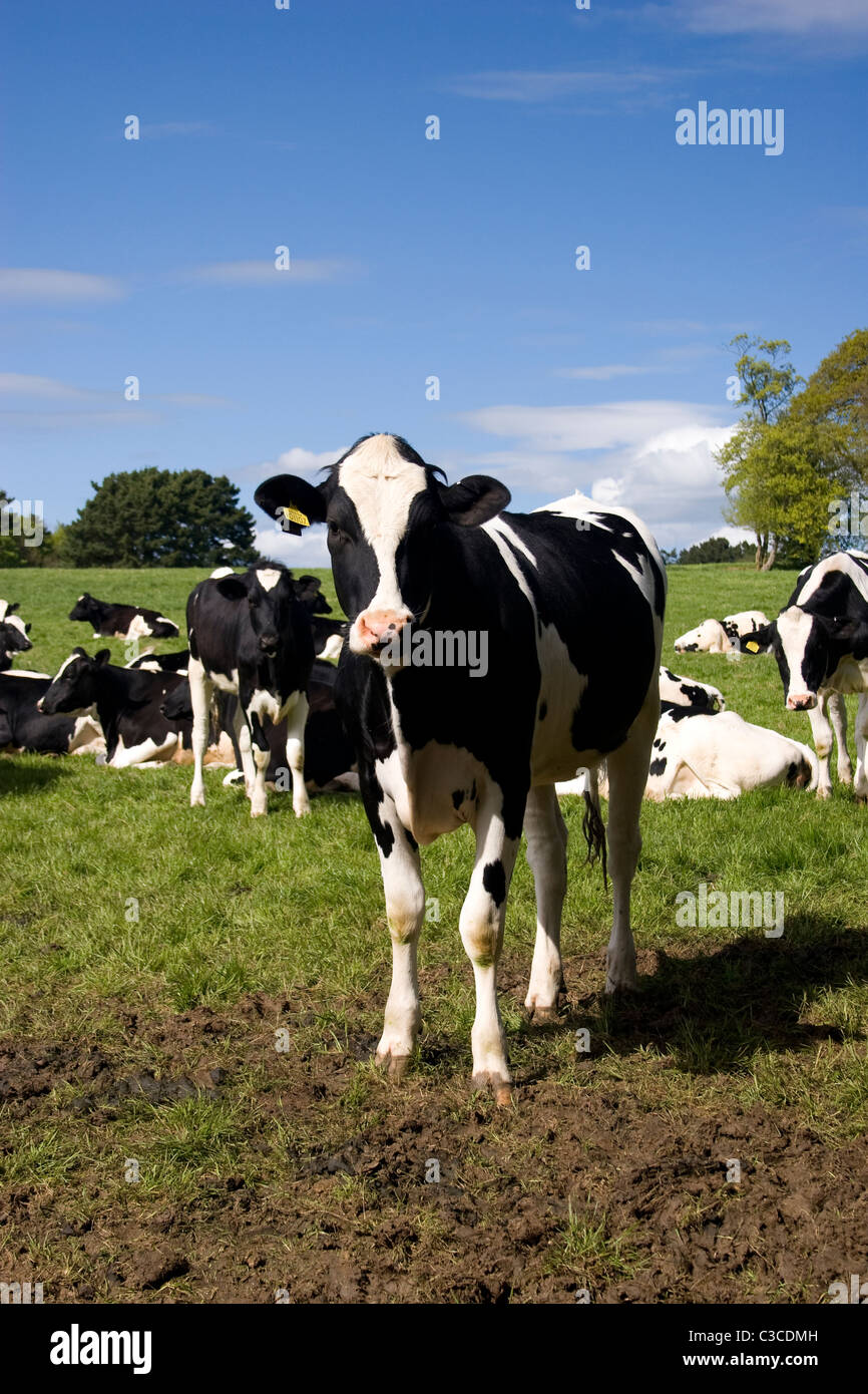 Cows sitting down hi-res stock photography and images - Alamy
