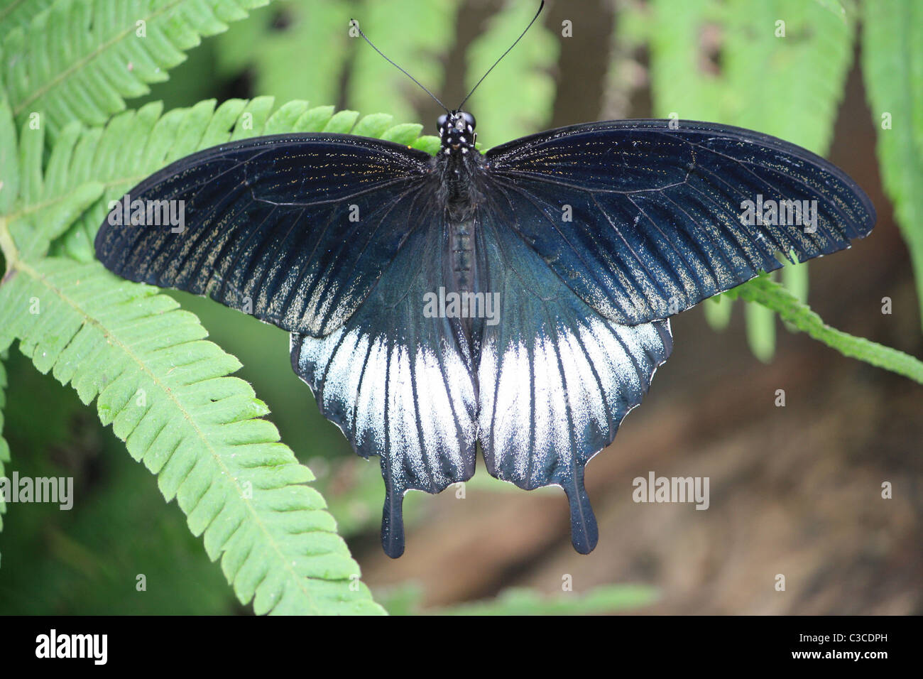 Gorgeous dark blue butterfly hi-res stock photography and images - Alamy