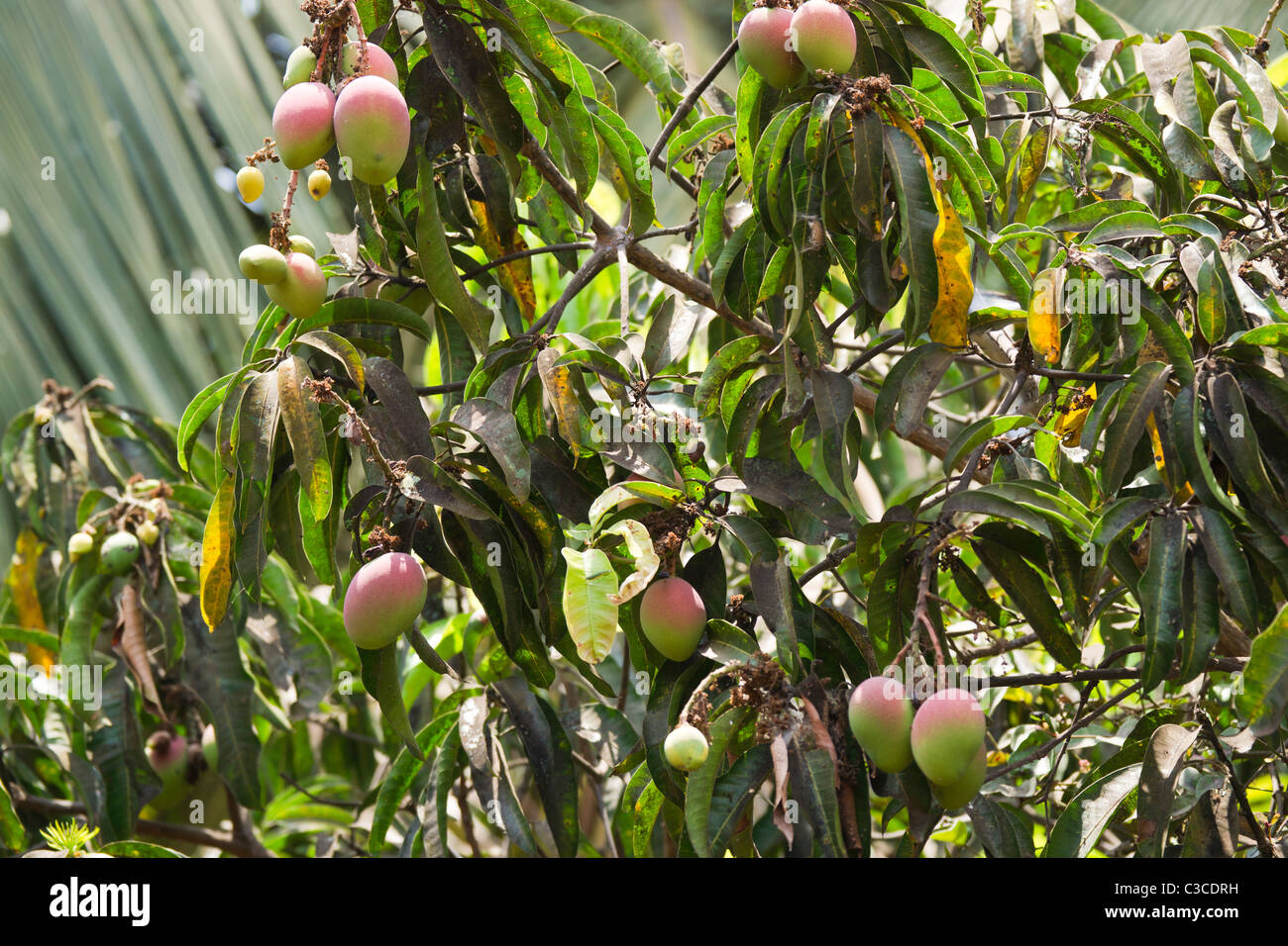 Mangoes growing mango tree hi-res stock photography and images - Alamy