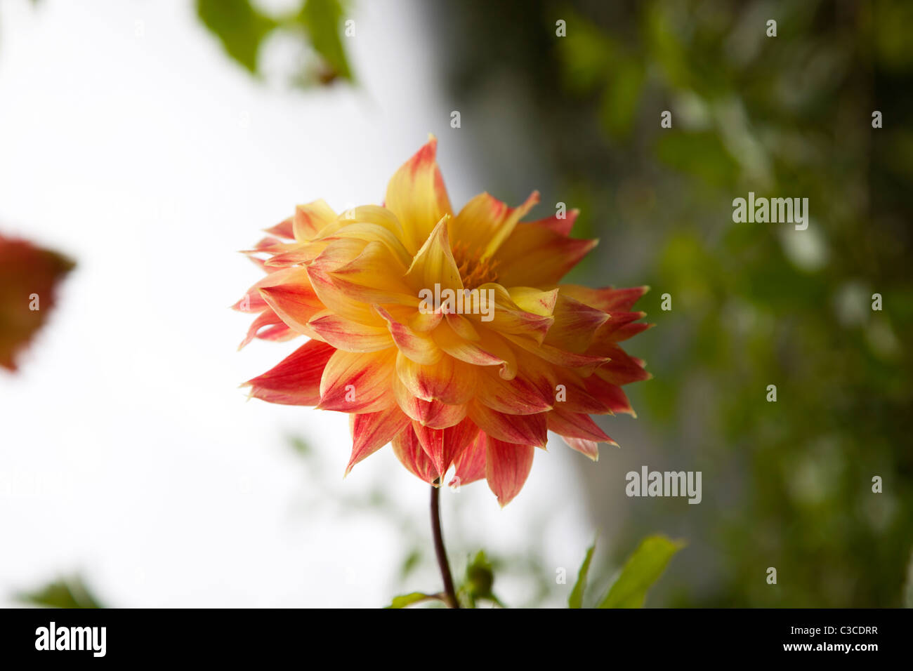 Oxapampa, a rare German Austrian settlement in Peru's high Amazon ...