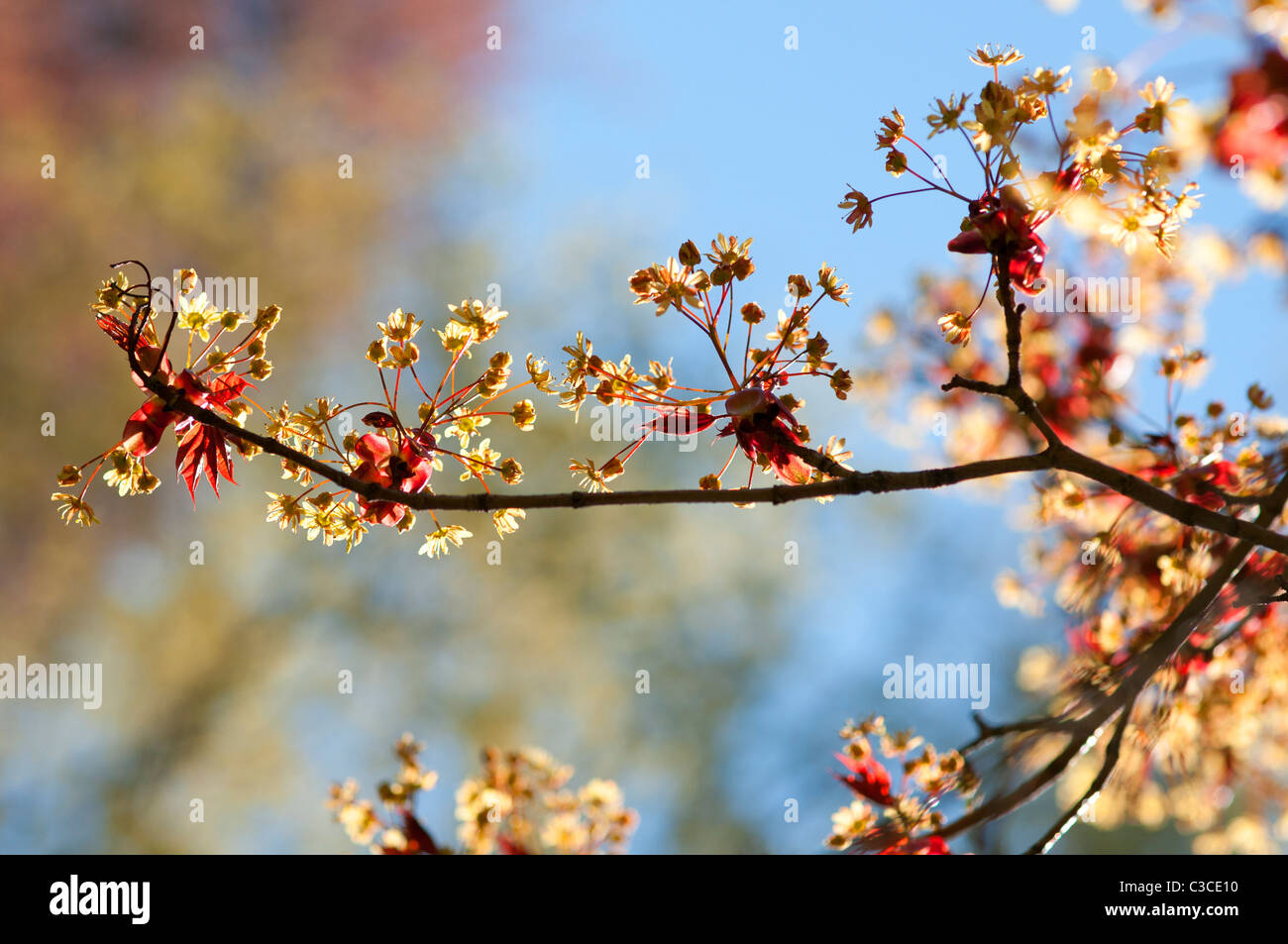 Flowering fruit trees Stock Photo - Alamy