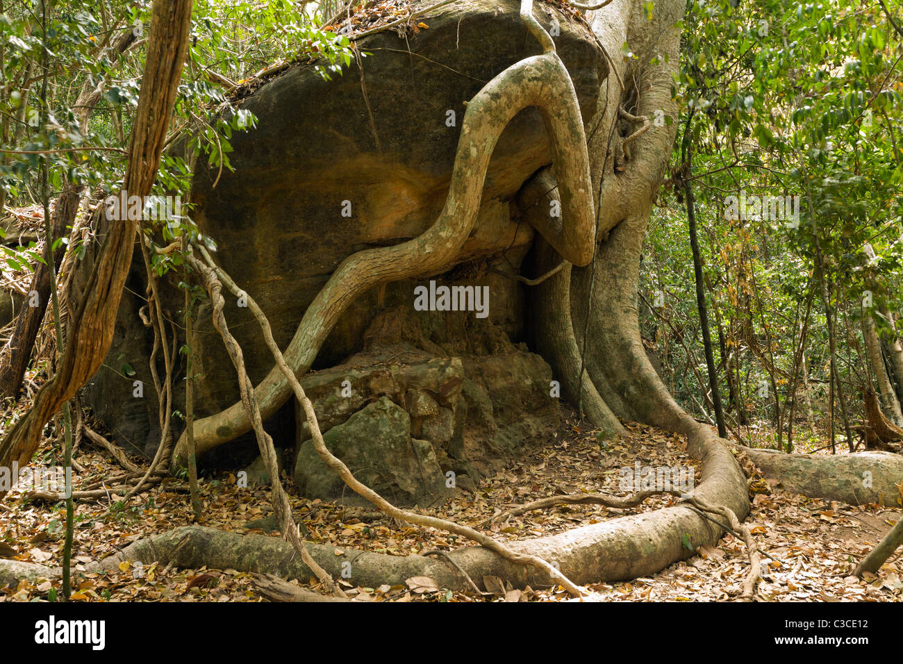Treeroots hugging a boulder in the jungle by Kbal Spean, a remote ...