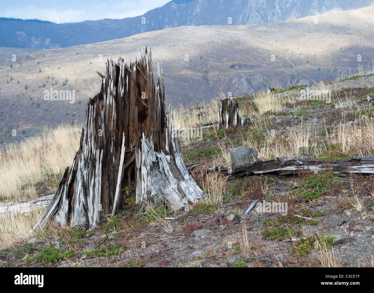 splintered tree stump blown of when volcano mount Saint Helens exploded ...