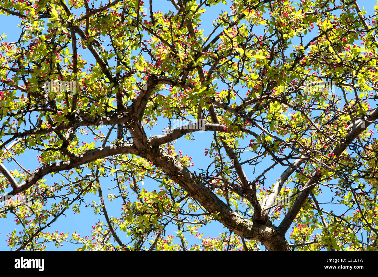 Flowering fruit trees Stock Photo - Alamy