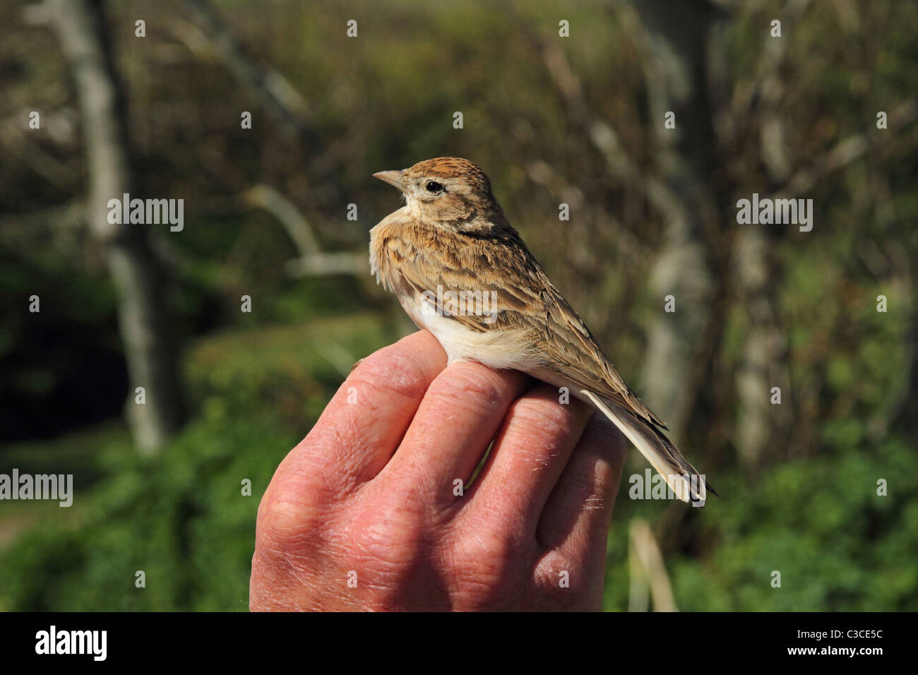 Short-toed Lark (Calandrella brachydactyla) - trapped in a mist nest ...
