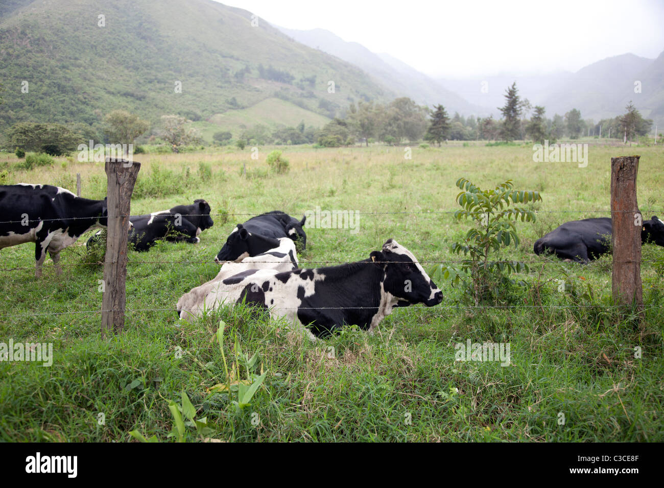 Oxapampa, a rare German Austrian settlement in Peru's high Amazon ...