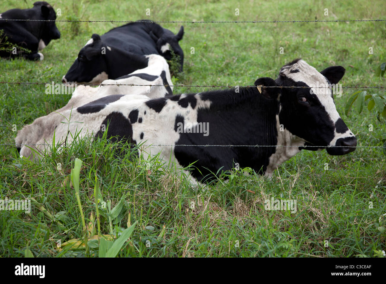 Oxapampa, a rare German Austrian settlement in Peru's high Amazon ...