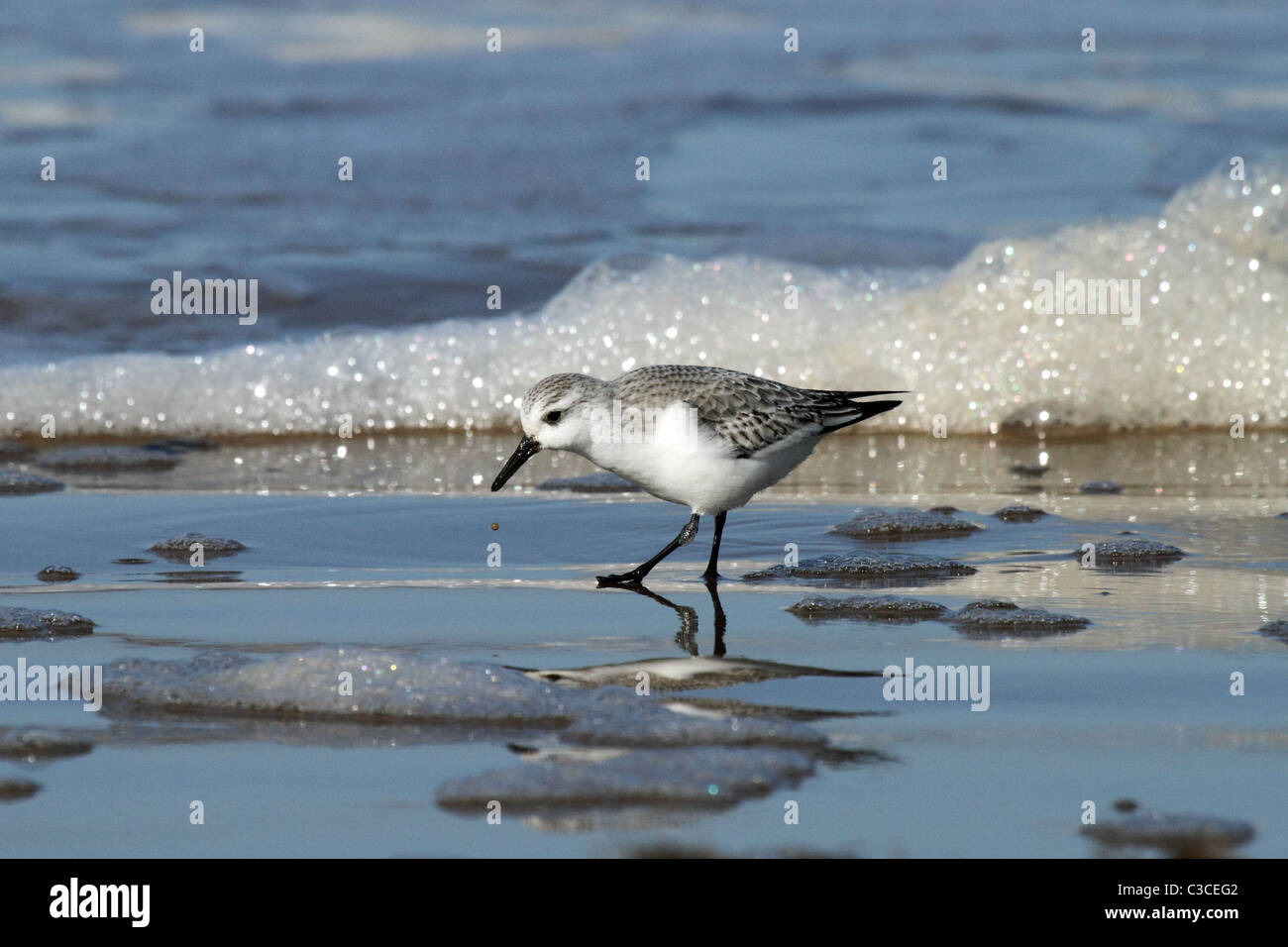 Sanderling (Calidris alba) - winter plumage Stock Photo - Alamy