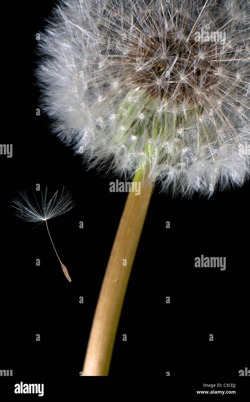 Dandelion clock hi-res stock photography and images - Alamy