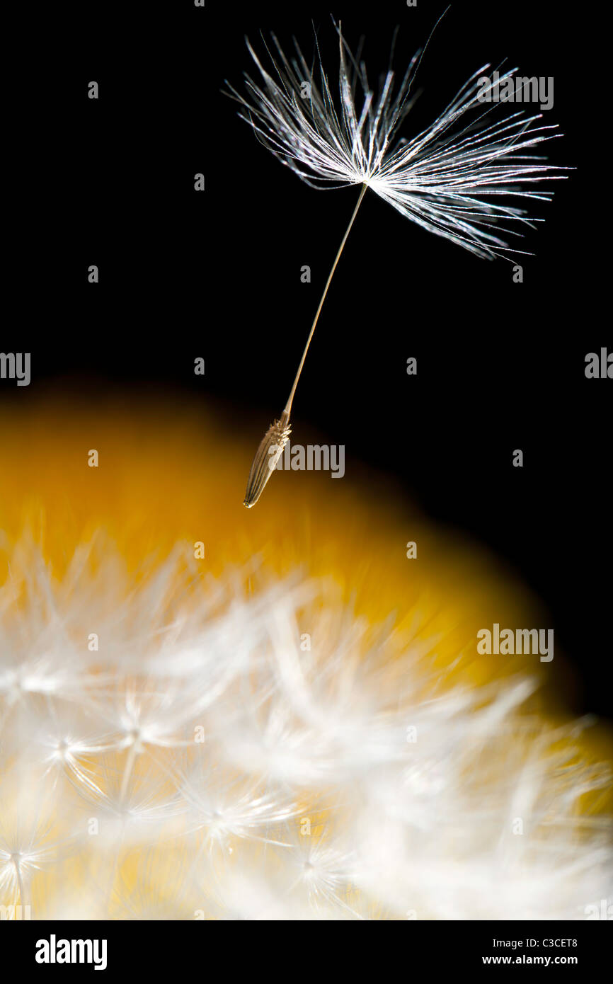 Dandelion clock hi-res stock photography and images - Alamy