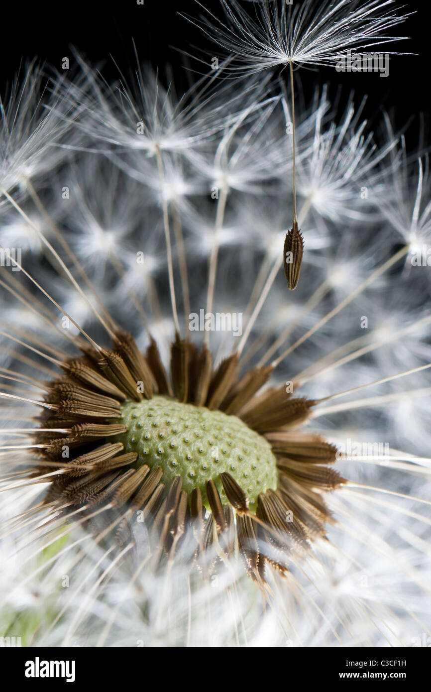 Dandelion clock hi-res stock photography and images - Alamy